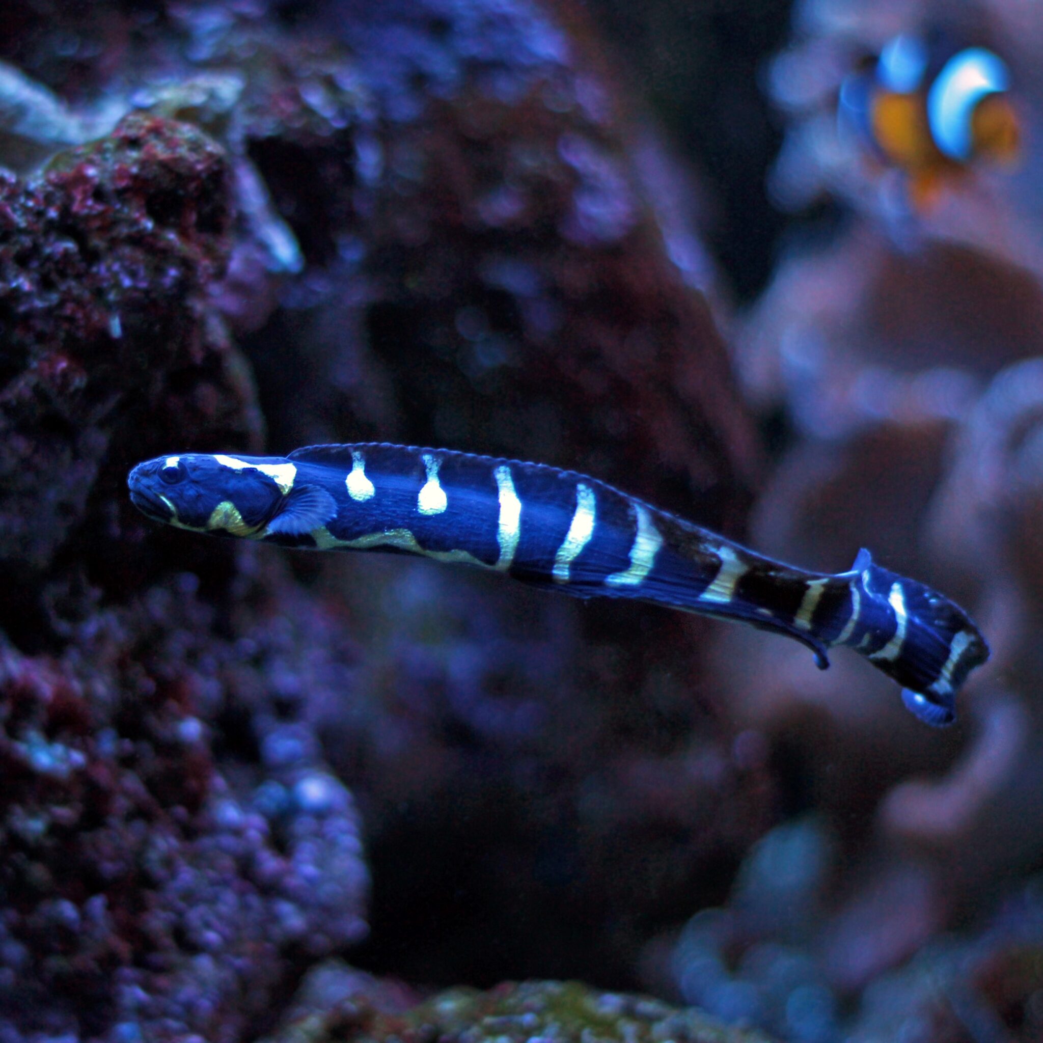 コンビクト・ブレニー リーフタンクにおける飼い方の基本